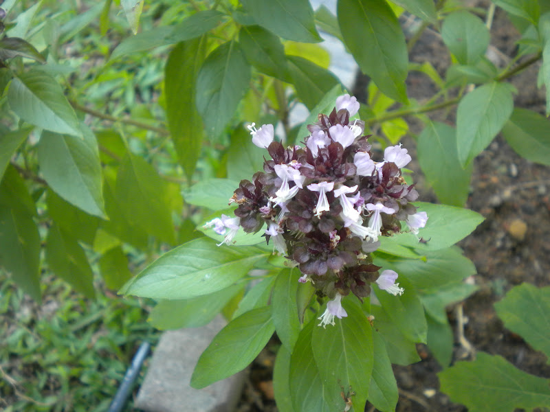 taman ramuan: Selasih / Kemangi / Basil / Tulasi taman ramuan: Selasih / Kemangi / Basil / Tulasi