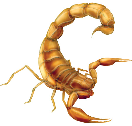 ALACRAN DIBUJO - Imagui