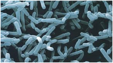 MICROBIOOLOGIA Y PARACITOLOGIA : Flora microbiana normal de cuerpo humano