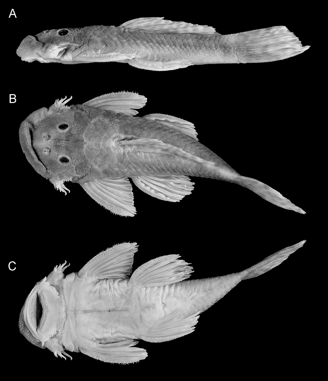 Sciency Thoughts: A new species of Armored Catfish from Peru.
