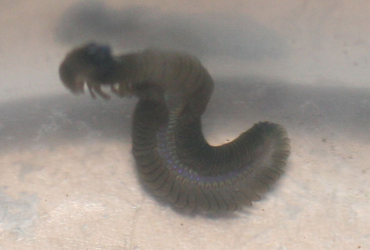 Worm Identification - Reef Central Online Community