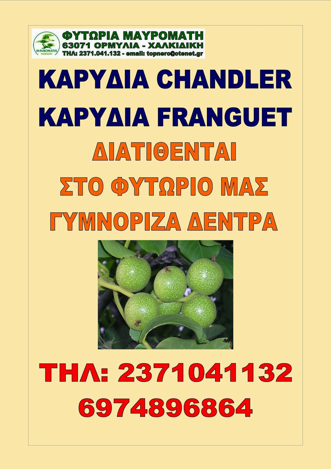 ΦΥΤΩΡΙΑ ΜΑΥΡΟΜΑΤΗ - ΟΡΜΥΛΙΑ ΧΑΛΚΙΔΙΚΗΣ: ΚΑΡΥΔΙΑ ΓΥΜΝΟΡΙΖΑ ΔΕΝΤΡΑ ...