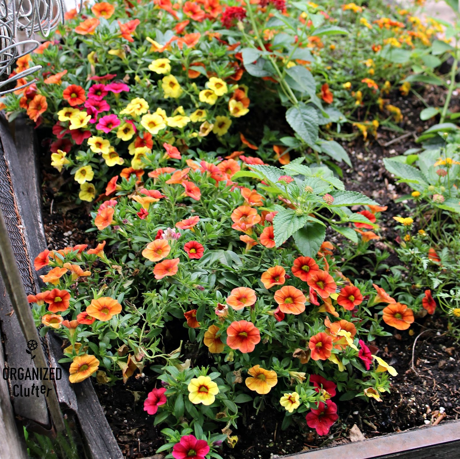 Planting My Horizontal Wooden Barrel With Calibrachoa, Bidens & Lantana ...