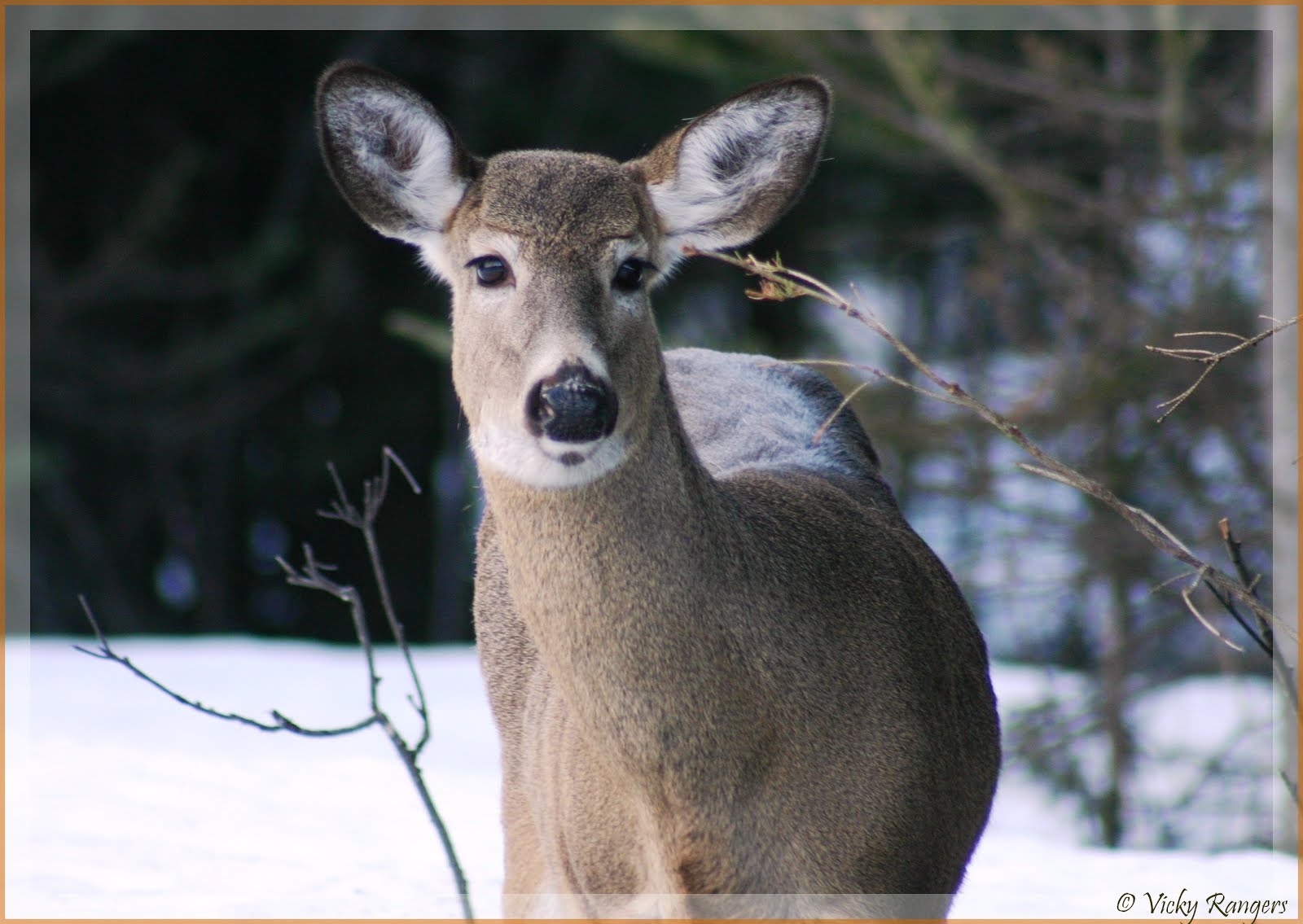 La faune et la flore du Québec en photos: Cervidés