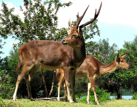 Daftar Fauna Identitas di Seluruh Provinsi Indonesia - cekrisna