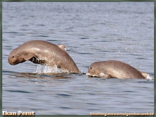 43+ Trend Gambar Ikan Pesut