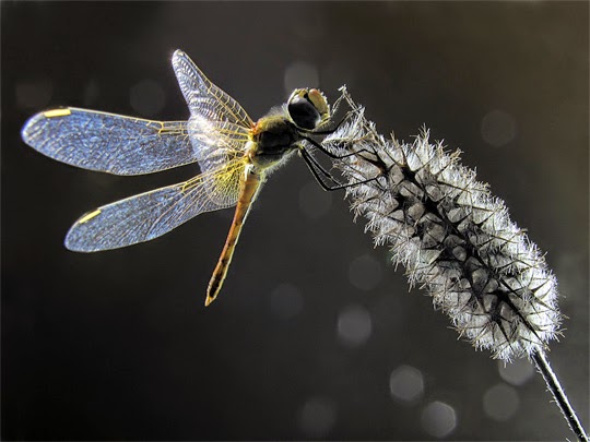 Amazing Macro Photography for Your Inspiration! - Fine Art and You