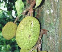 Penggolongan Buah Semu | Intisains