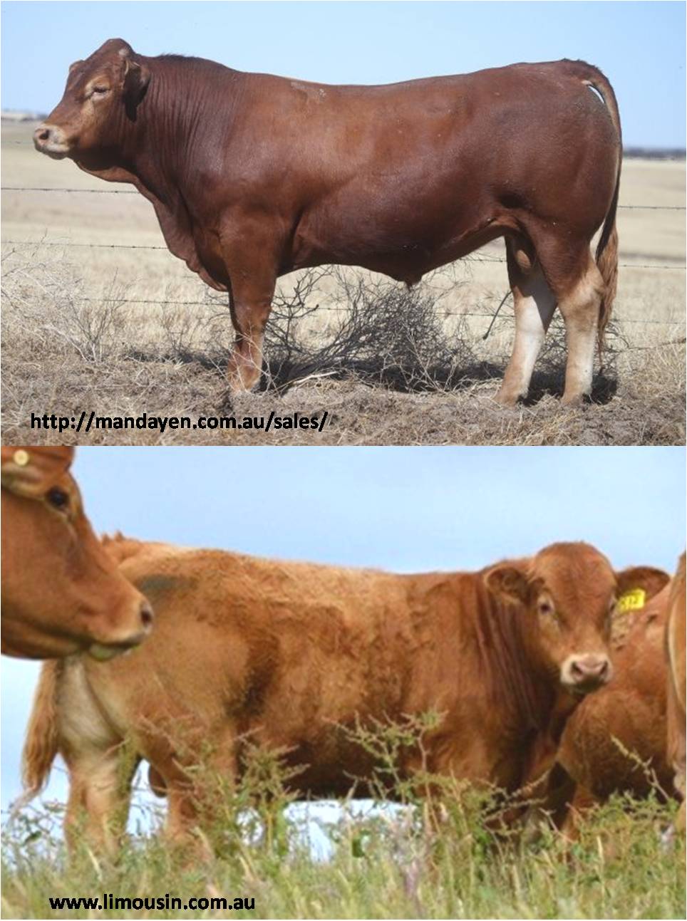 PEMILIHAN SAPI FEEDLOT