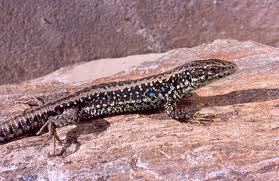 La fauna en la península ibérica: Especies endémicas