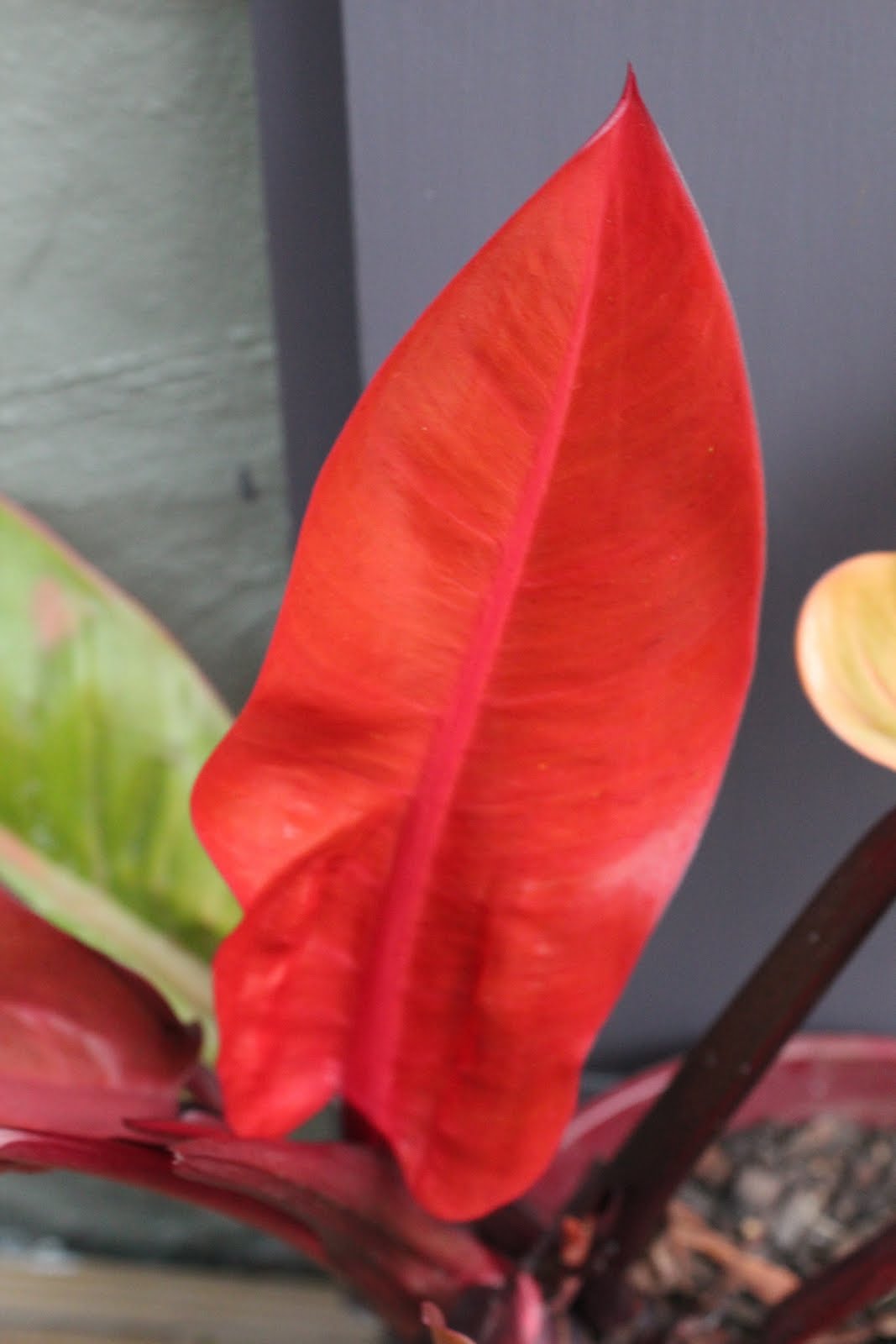 Florez Nursery: Red Leaf Philodendron