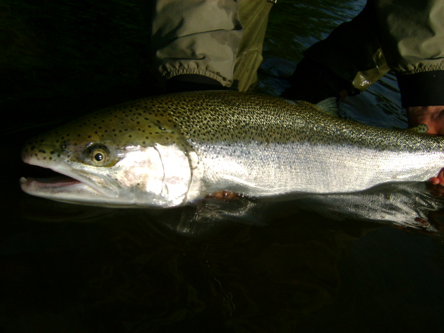 Michigan Fly Fishing Reports - Muskegon, Pere Marquette, Manistee ...