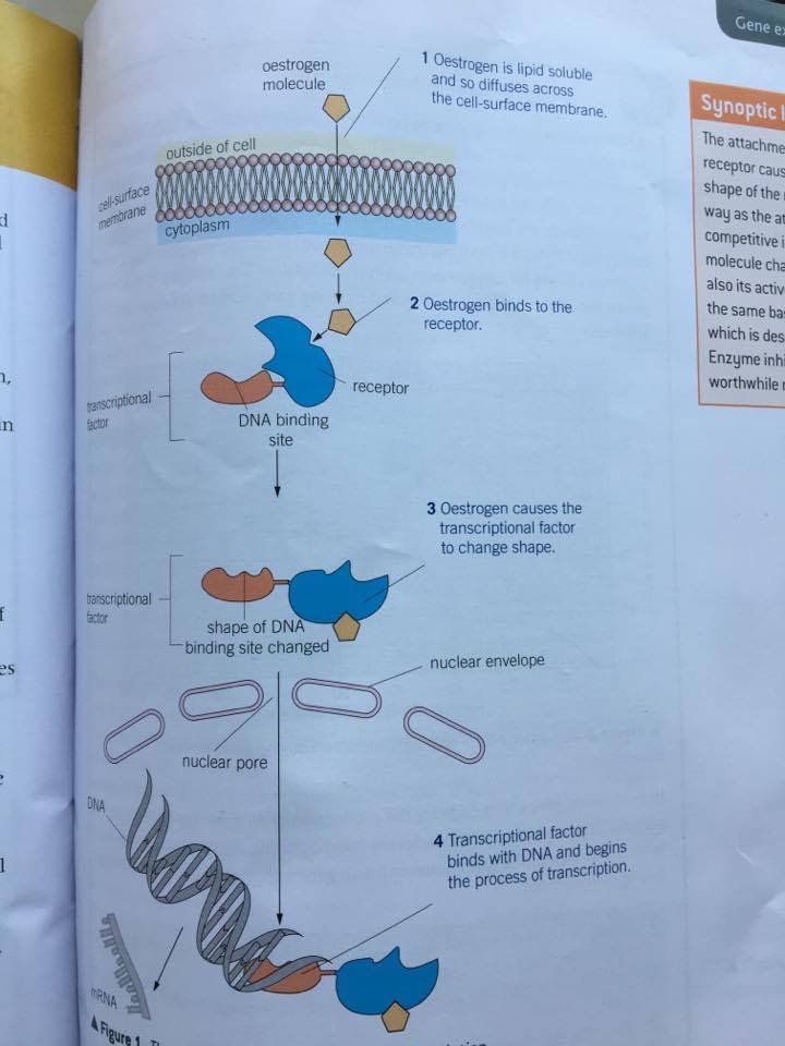 AQA A Level Biology by Alex: 3.8.2.2 Regulation of Transcription and ...