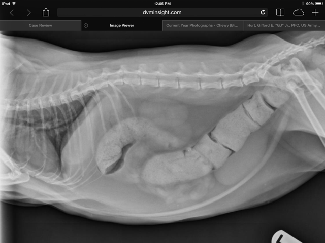 Taco Belle Times: "Tails" of a Baby Boomer Veterinarian: RADIOGRAPHS (X ...