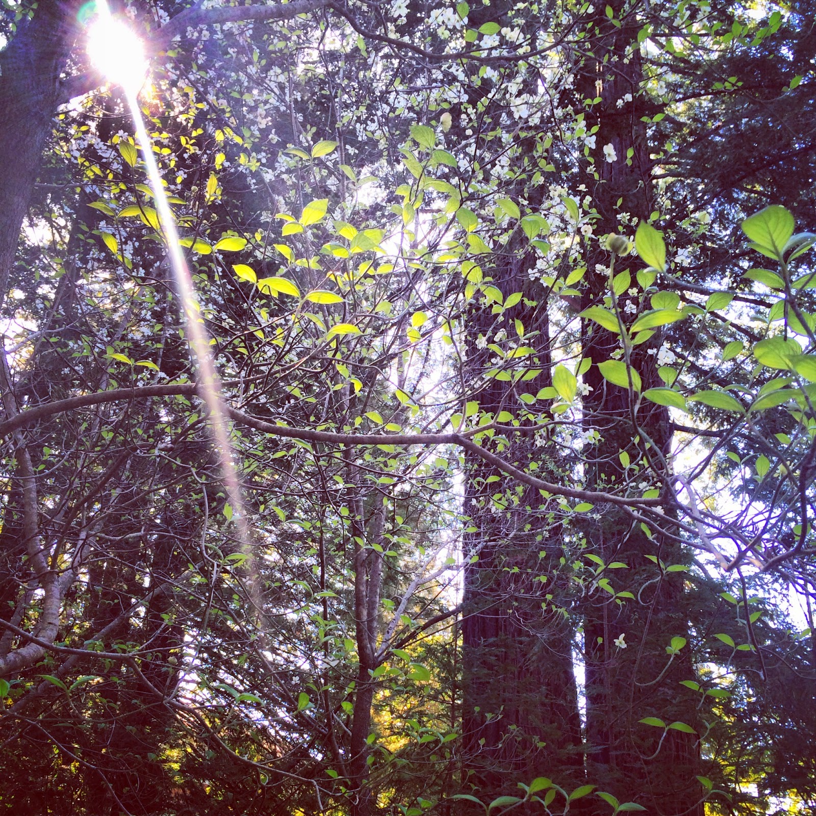 Spring Green Weekend in Northern California - Northern California Style