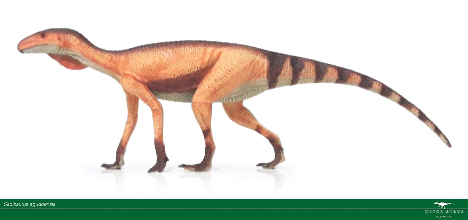 Vitor Silva - Paleoartista: Sacisaurus