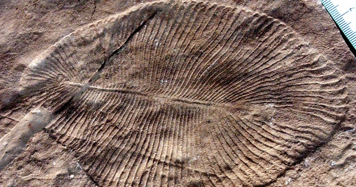 Oldest Animal Fossil Discovered By Scientists