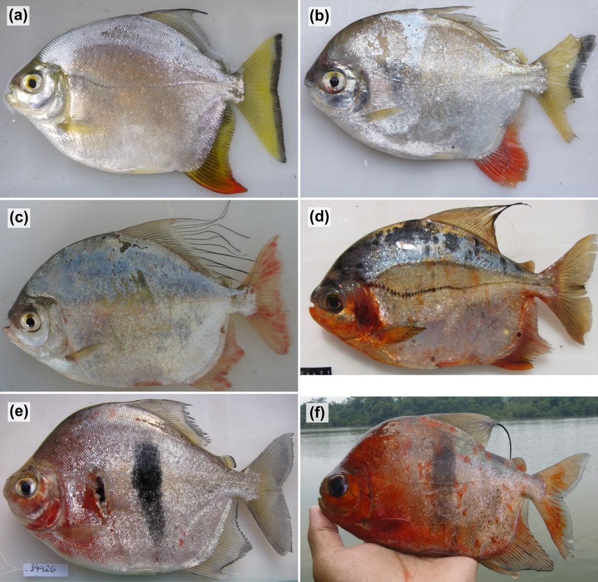 Species New to Science: [Ichthyology • 2018] One Thousand DNA Barcodes ...