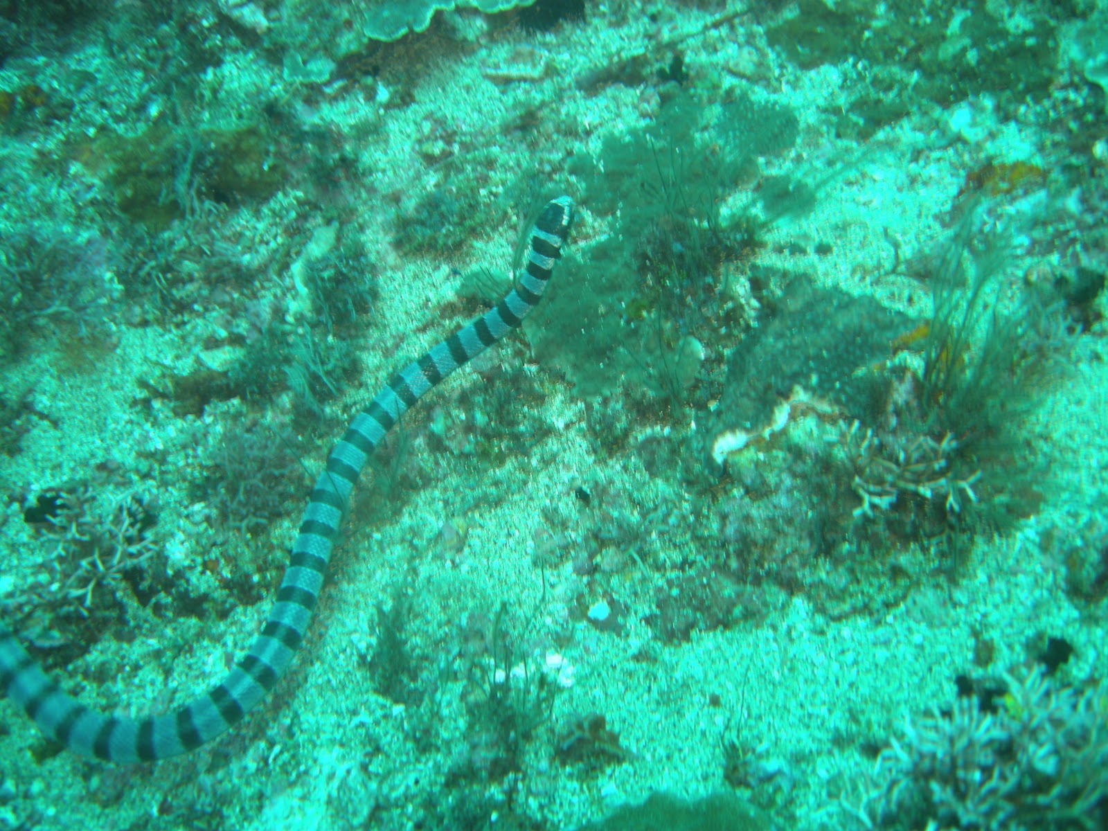 A Birder in The Philippines: Snakes of The Philippines