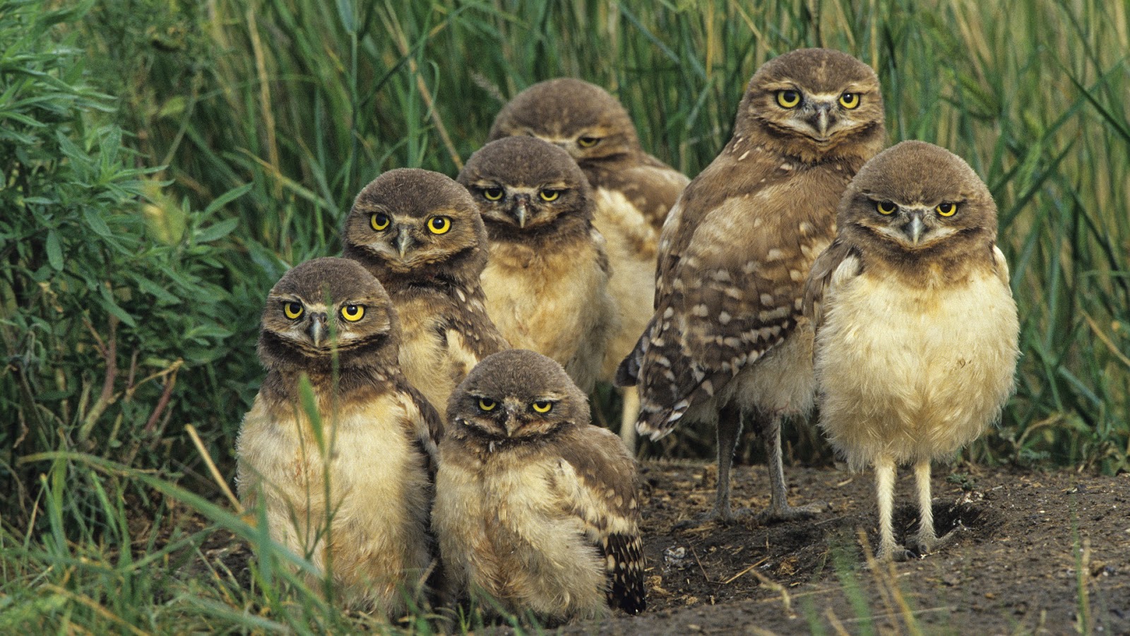 ANIMALS PICTURE: GAMBAR BURUNG HANTU (Owl Bird Pictures)-10