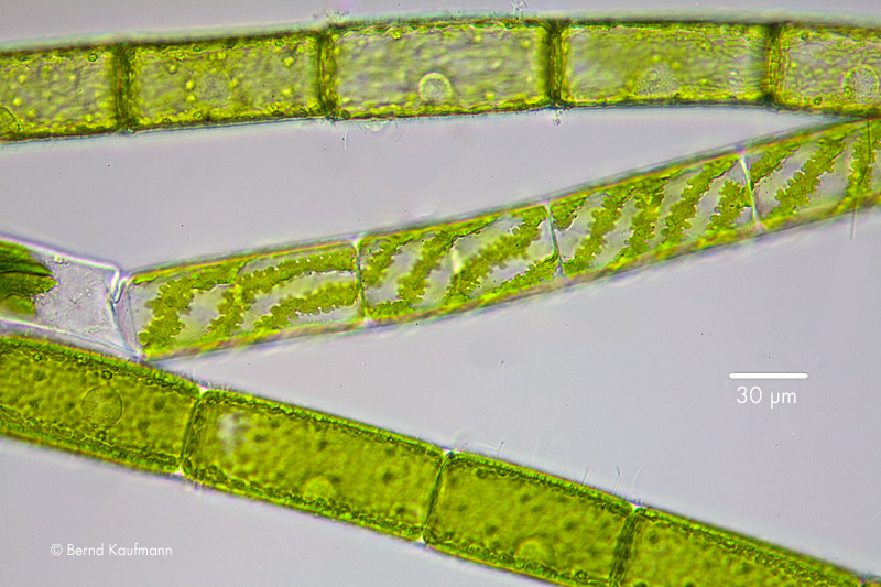 aquamax - das Weblog zur Website: Fotos des Tages: Grüne Fadenalgen