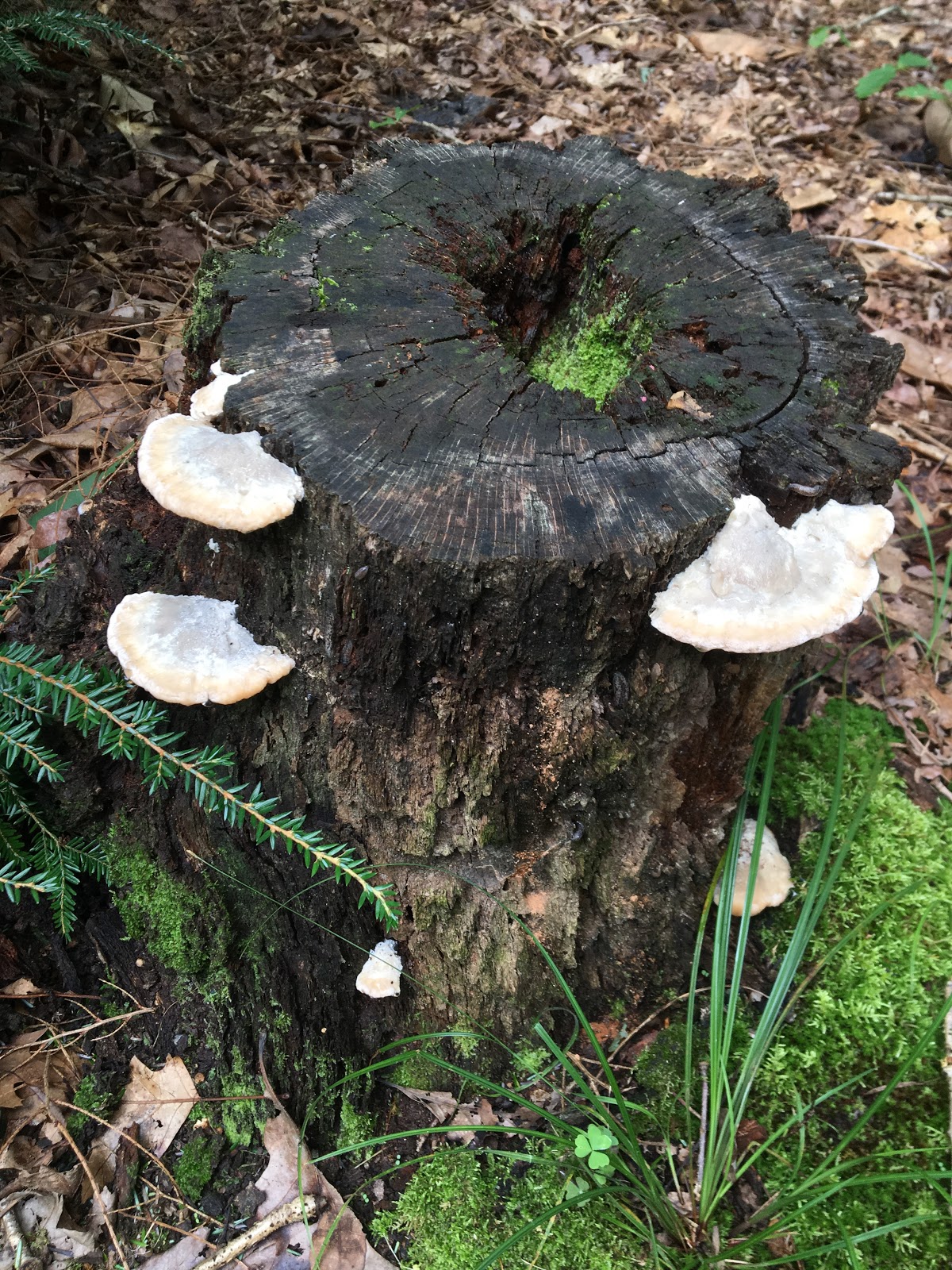 The Monkey Buddha: Fungus Photos