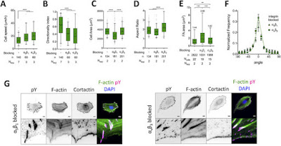 Definition, classification and pathogenesis of FSGS ~ The Healthy Diet Type