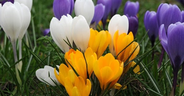 Colourful Crocuses