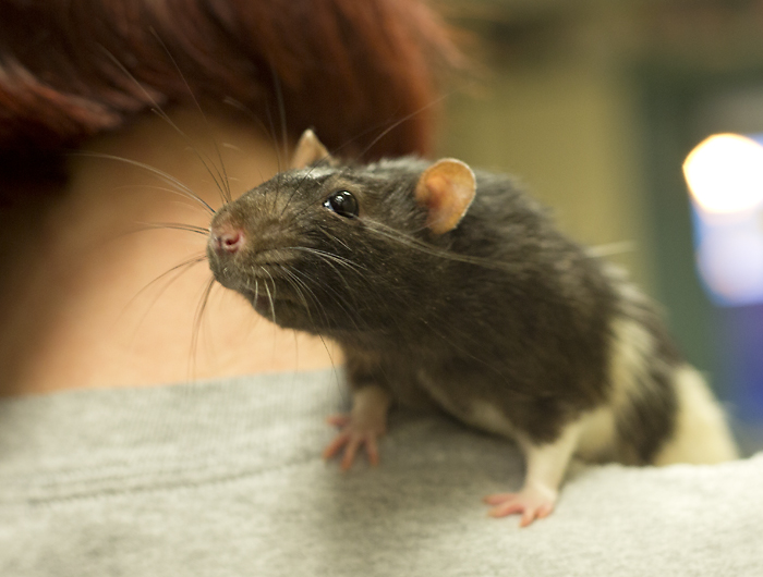Shelter Dogs of Portland: "TEMPLETON " silly lovable Rat!