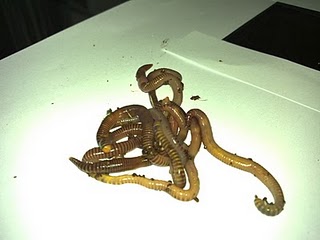 cacing tiger: Cacing Tiger/Harimau (Eisenia Foetida)