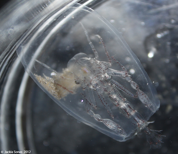 The Natural History of Bodega Head: Otherworldly