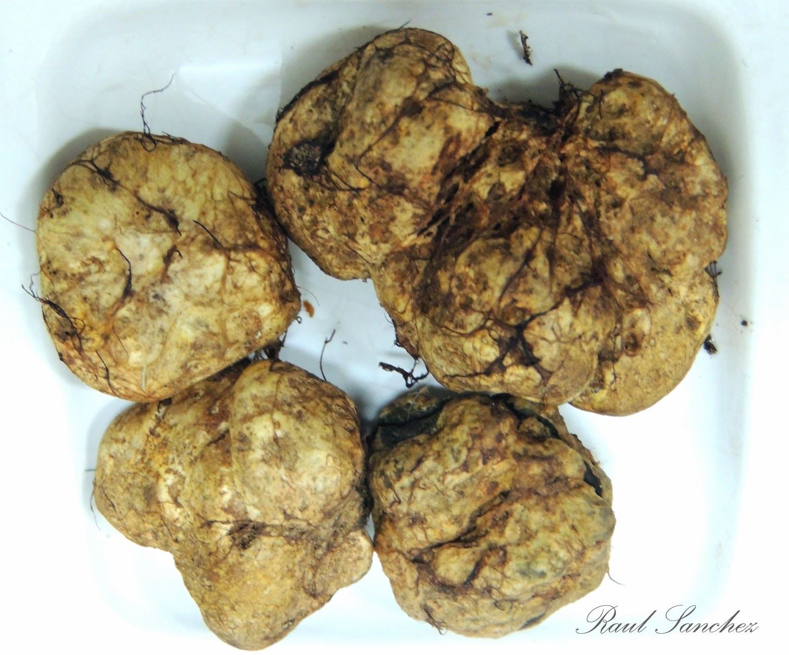 Los Bolets : La trufa del desierto se llama “criada”