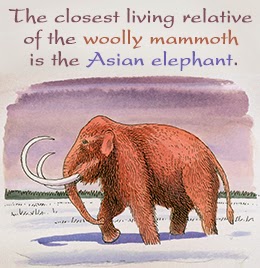 16 fascinating facts about woolly mammoths - ABOUT ANIMAL