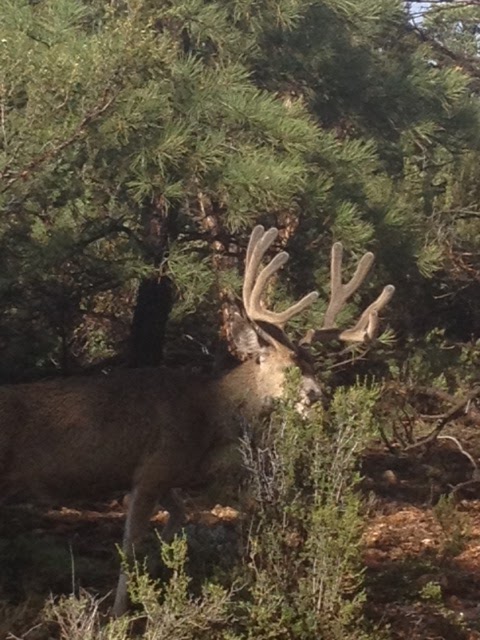 High Desert Outfitters: Archery Deer