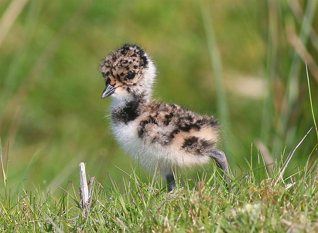 South Tyneside birder (sometimes when I can).: Muggleswick- a short visit.