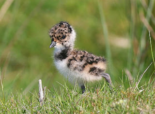 South Tyneside birder (sometimes when I can).: Muggleswick- a short visit.