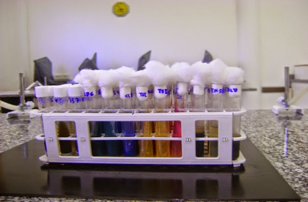 Meio Ambiente: A salubridade Pública ambiental