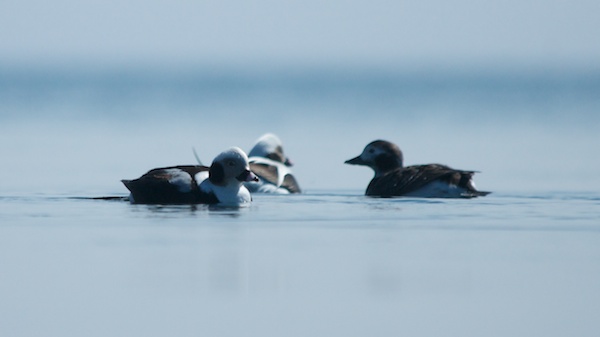 Birding with Buckley: Toronto migrants
