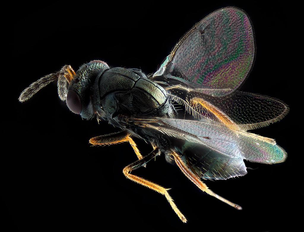 ムシをデザインしたのはダレ？: ヒメコバチ科 Tetrastichinae亜科 ( Tetrastichus sp. ) ♀