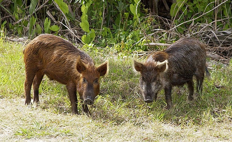 Digging Into Freedom's True Meaning: The Wild and Free Pigs of the ...