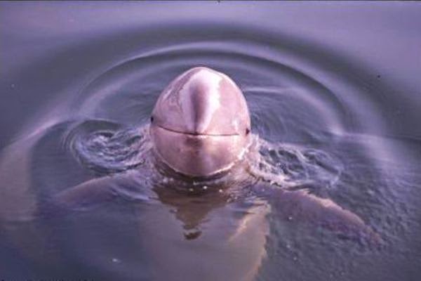 PERIKANAN NUSANTARA: Pesut Mahakam : Si Lucu Yang Hampir Punah (Part 2)