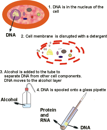 DNA ISOLATION