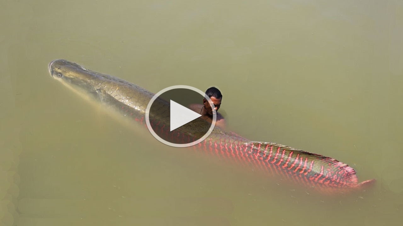 How To Fishing: EPIC AMAZON RIVER MONSTER