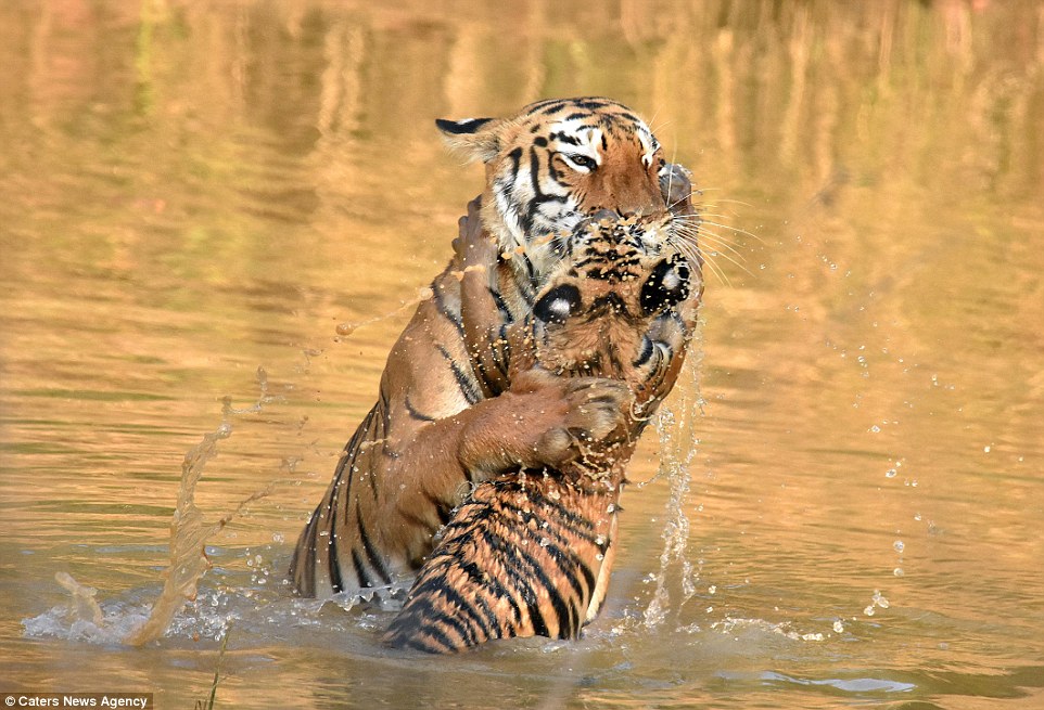 Adorable photos of a Tiger bathing her cub