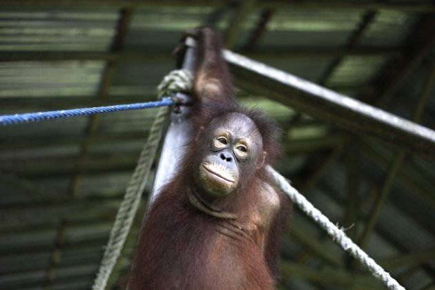 WE ARE INNOCENT: Hundreds of orangutans slaughtered in Indonesia