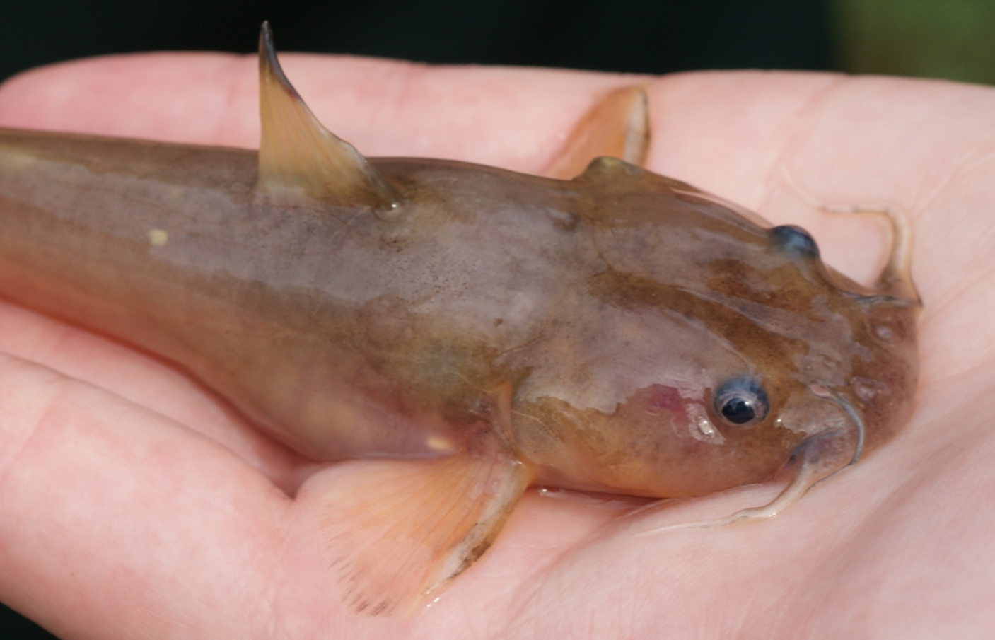 Virginia Tech Ichthyology Class : Mad About Madtoms, by Don Orth