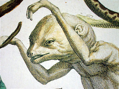 El rebost de Mr. Cairo: Albertus Seba i la seva col·lecció