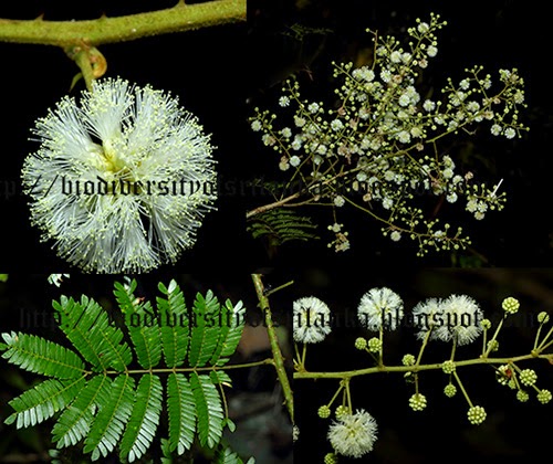 Biodiversity of Sri Lanka: හිඟුරු-වැල්[Hinguru-Vel] (Acacia caesia)