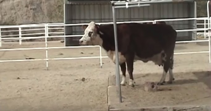 White Wolf : Crying Mother Cow Greets Lost Baby In Breathtaking Reunion