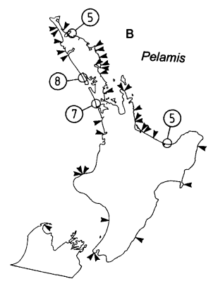 Life is short, but snakes are long: Are there any countries without snakes?